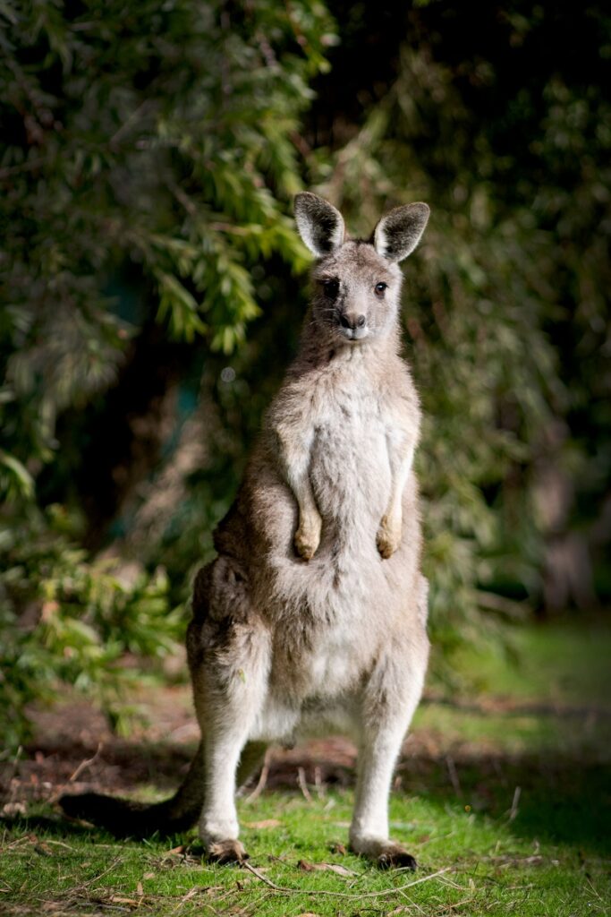 Mr Boo’s Joey Sponsorship Program – Red Box Wildlife Shelter